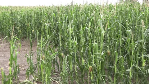 Corn crops destroyed by hail after sever... | Stock Video | Pond5