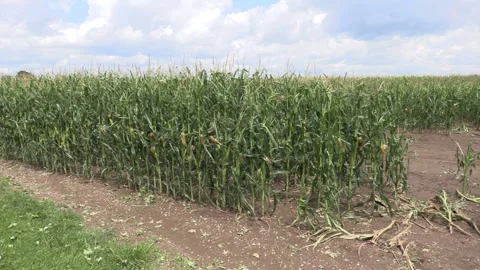 Corn crops destroyed by hail after sever... | Stock Video | Pond5