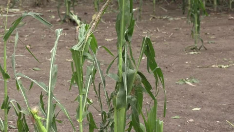 Corn crops destroyed by hail after sever... | Stock Video | Pond5