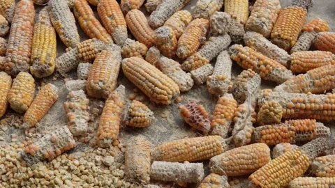 Corn Drying in the floor of the house of... | Stock Video | Pond5