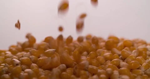 Corn Falling on white background 4K vide... | Stock Video | Pond5
