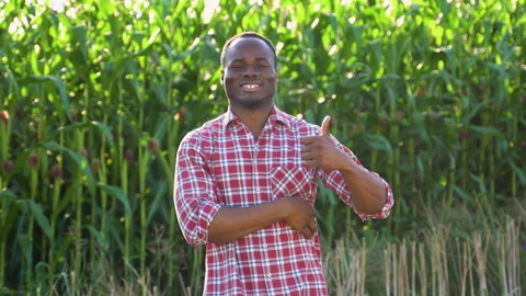 In the Corn Field, black man farmer stan... | Stock Video | Pond5