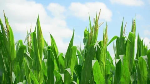Corn Field blowing in the wind with Blue... | Stock Video | Pond5