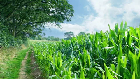 Corn Field On Breezy Summer Day | Stock Video | Pond5