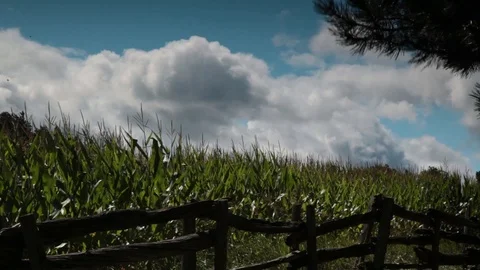 corn field with grey sky and clouds | Stock Video | Pond5