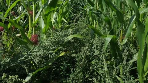 The corn field is infested with weeds. w... | Stock Video | Pond5