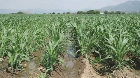 Flood Irrigation Stock Footage ~ Royalty Free Stock Videos | Pond5