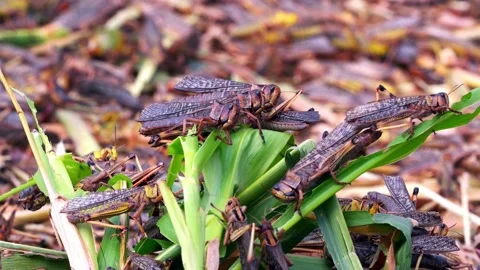In the corn field, a large number of loc... | Stock Video | Pond5