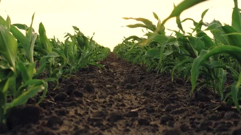 corn field leaf sprout green, agricultur... | Stock Video | Pond5