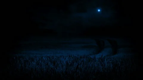 Moonlight Field Stock Videos – Royalty-Free HD & 4K Videos