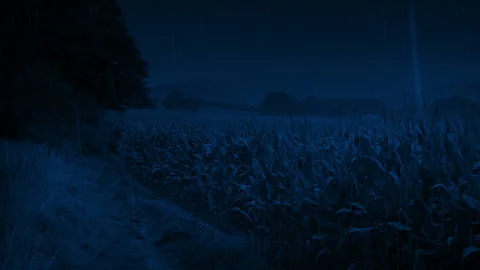 Corn Field In The Rain At Night | Stock Video | Pond5
