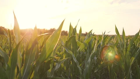 Corn field at sunset Corn cobs Harvestin... | Stock Video | Pond5
