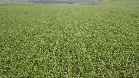 Corn field top view. Aerial view of plan... | Stock Video | Pond5