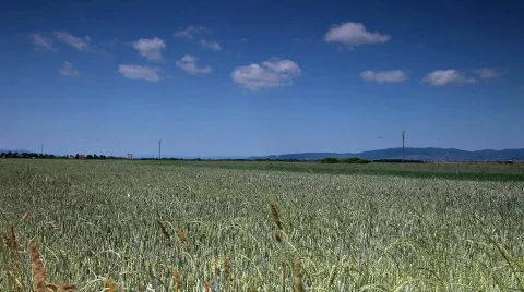 Corn Wave Stock Video Footage | Royalty Free Corn Wave Videos | Pond5