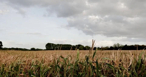 Windy Field Stock Footage ~ Royalty Free Stock Videos | Pond5