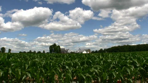 Corn Fields Farm Stock Videos – Royalty-Free HD & 4K Videos | Pond5