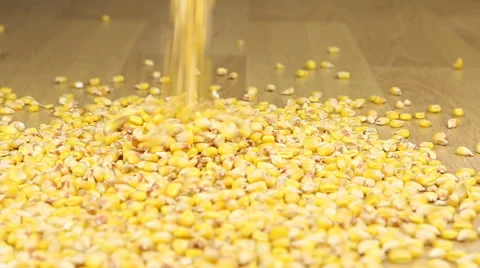 corn grain falling on a pile of corn on... | Stock Video | Pond5