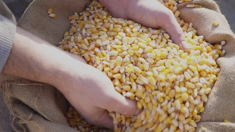 Corn grains in a hand good harvest, slow... | Stock Video | Pond5