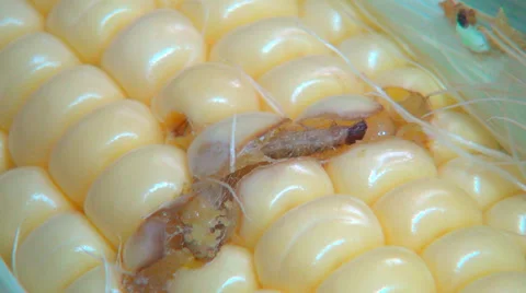 Corn Harvest Affected by Worms, Maggots ... | Stock Video | Pond5