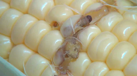 Corn Harvest Affected by Worms, Maggots ... | Stock Video | Pond5