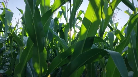 Corn heads on the field | Stock Video | Pond5