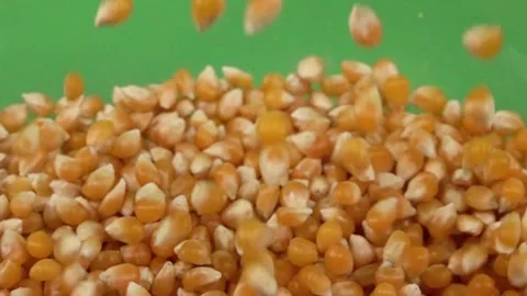 Corn kernel slowly falling on more kerne... | Stock Video | Pond5