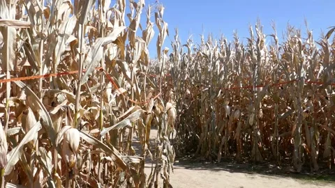 Corn maze exploration with turns through... | Stock Video | Pond5