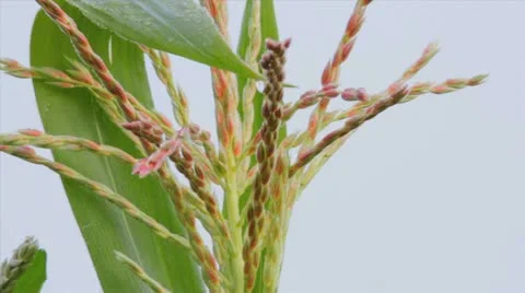 Rachis Stock Video Footage | Royalty Free Rachis Videos | Pond5