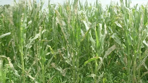 Corn plants wilting and dead after wrong... | Stock Video | Pond5