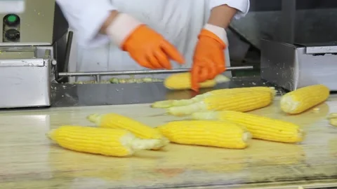 Corn processing in food industry | Stock Video | Pond5