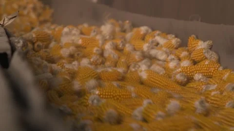 Corn pumps on a conveyor belt. | Stock Video | Pond5