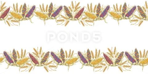 Corn seamless border clipart illustrates colorful watercolor corn cobs ...