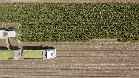 Corn for Silage - Combine harvesting and... | Stock Video | Pond5