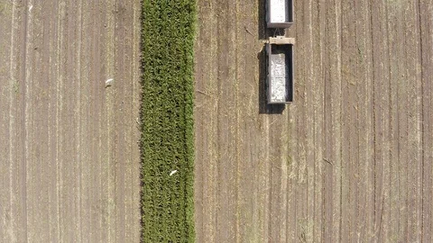 Corn for Silage - Combine harvesting and... | Stock Video | Pond5