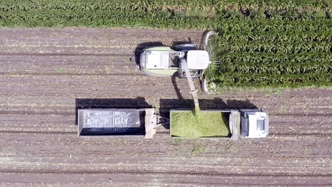 Corn for Silage - Combine harvesting and... | Stock Video | Pond5