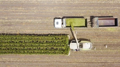 Corn for Silage - Combine harvesting and... | Stock Video | Pond5