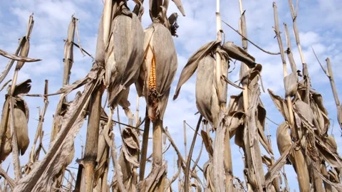 Corn in the skin | Stock Video | Pond5