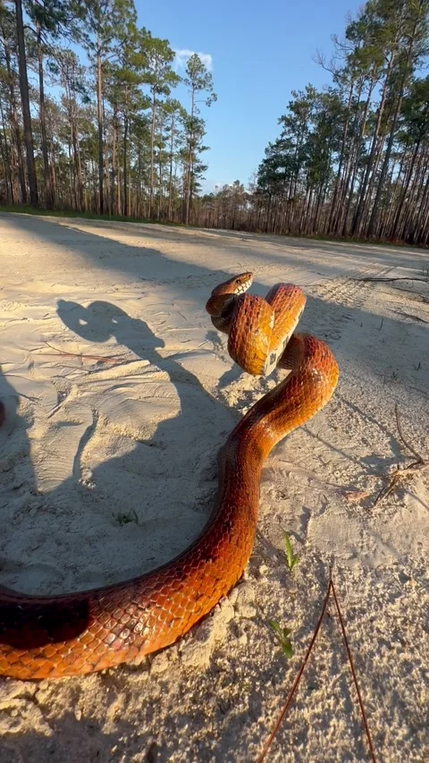 Corn Snake from Northern Florida, Apalac... | Stock Video | Pond5