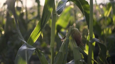 Corn on the stalk with dew dripping off ... | Stock Video | Pond5