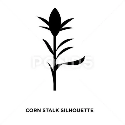Corn Stalk Vector
