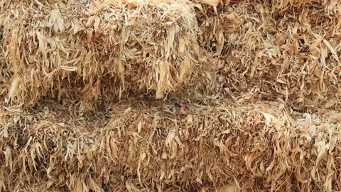 Livestock G Stock Videos – Royalty-Free HD & 4K Videos | Pond5