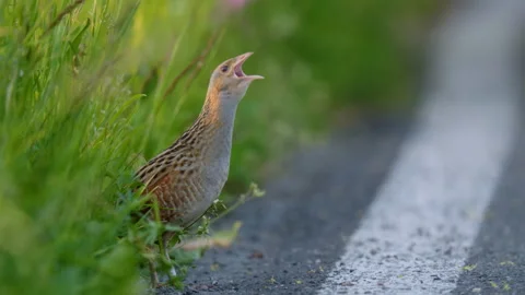 Animals and Humans Mating Stock Videos – Royalty-Free HD & 4K Videos | Pond5