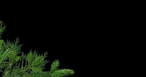 Corner of Green branch of pine tree isol... | Stock Video | Pond5