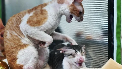 Neighbor In Short Stock Videos – Royalty-Free HD & 4K Videos | Pond5