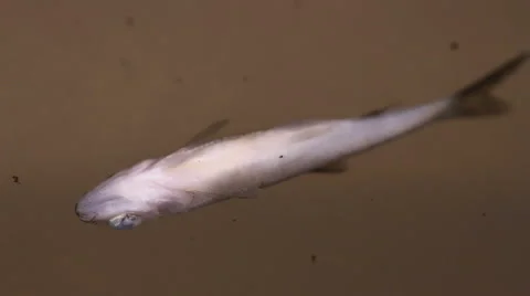 Death Fish Floating Stock Footage ~ Royalty Free Stock Videos | Pond5