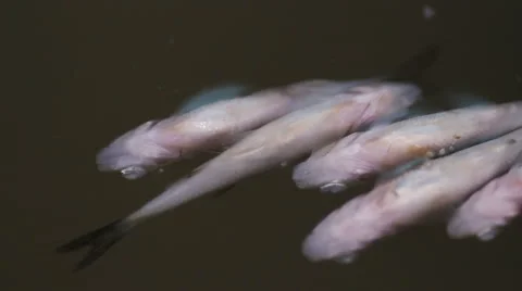 corpse fish | Stock Video | Pond5