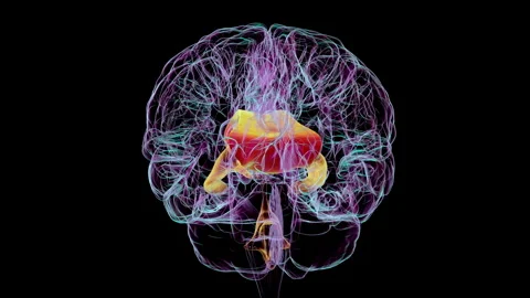 Corpus callosum and brain ventricles, an... | Stock Video | Pond5