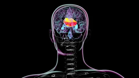 Corpus callosum and brain ventricles, an... | Stock Video | Pond5