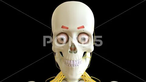 Corrugator Supercilii Muscle anatomy for medical concept 3D rendering ...