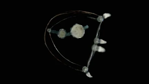 Corynidae family jellyfish under a micro... | Stock Video | Pond5